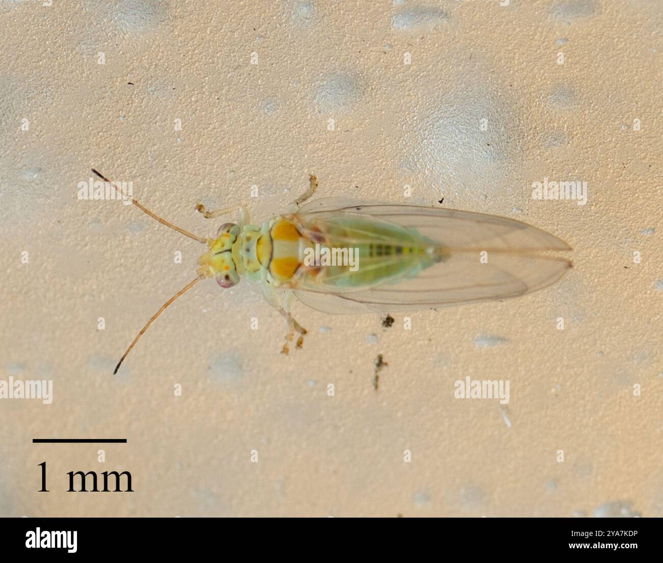 Red Gum Lerp Psyllid (Glycaspis brimblecombei) Insecta Stock Photo - Alamy
