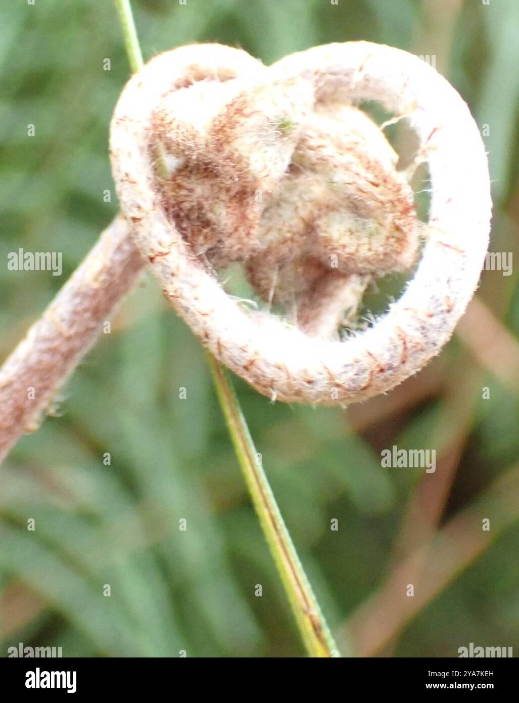scrambling coral-fern (Gleichenia microphylla) Plantae Stock Photo - Alamy