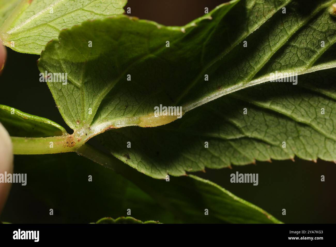 Macrosporus hi-res stock photography and images - Alamy