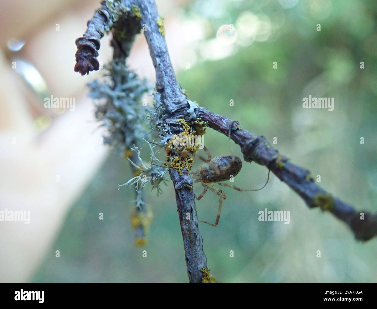 Pin-cushion Sunburst Lichen (Polycauliona polycarpa) Fungi Stock Photo ...