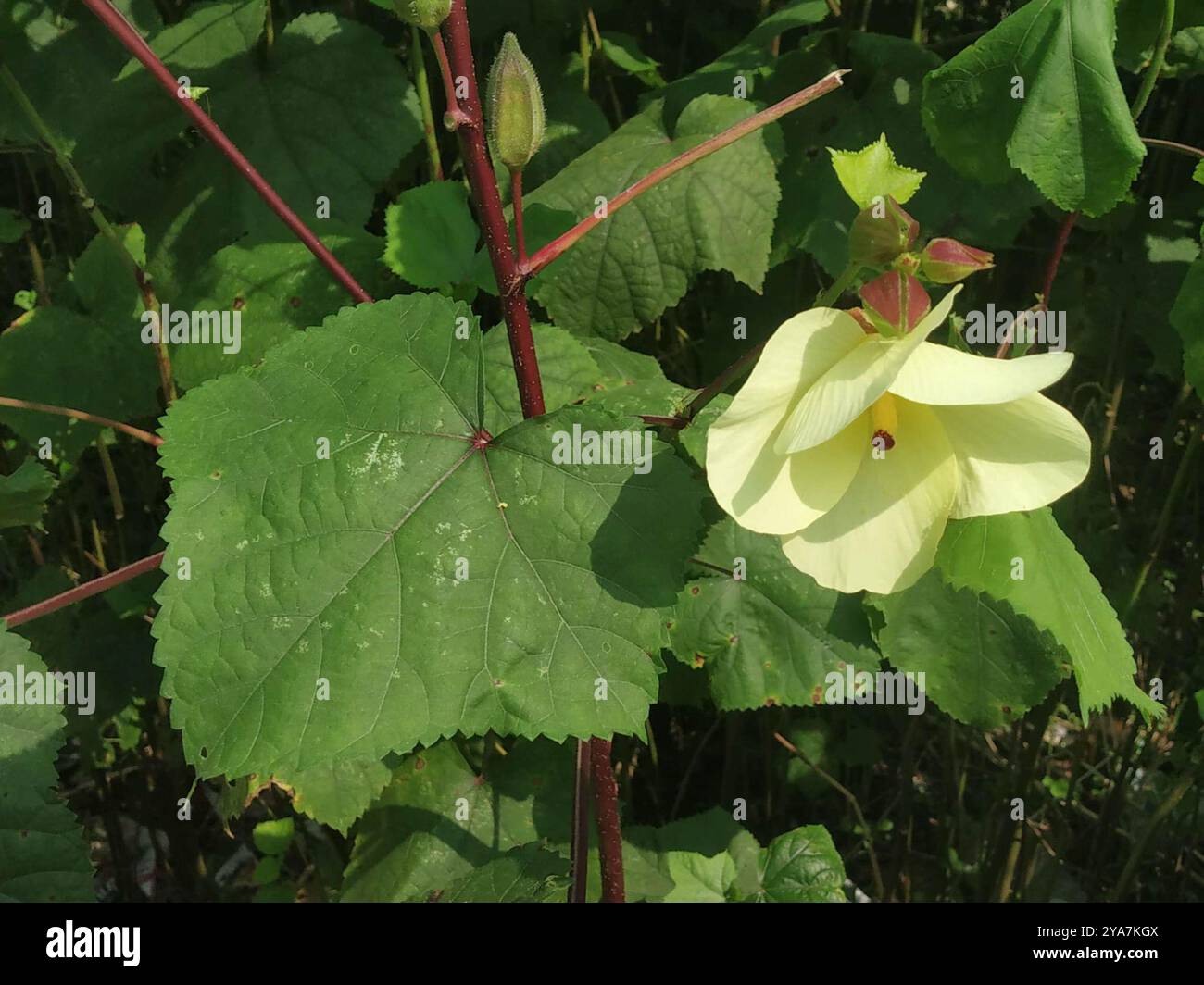 Aibika (Abelmoschus manihot) Plantae Stock Photo - Alamy
