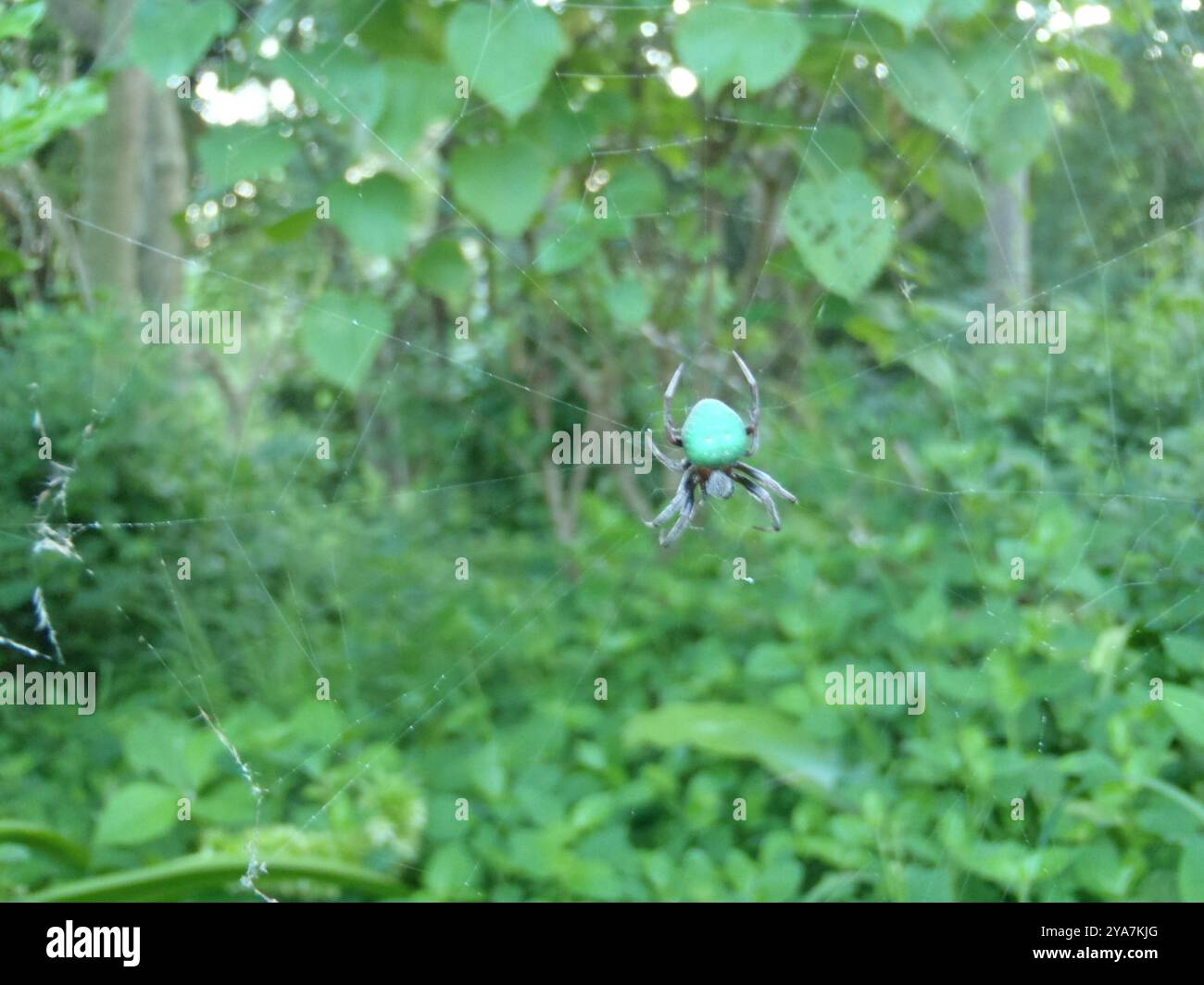 Araneus apricus hi-res stock photography and images - Alamy