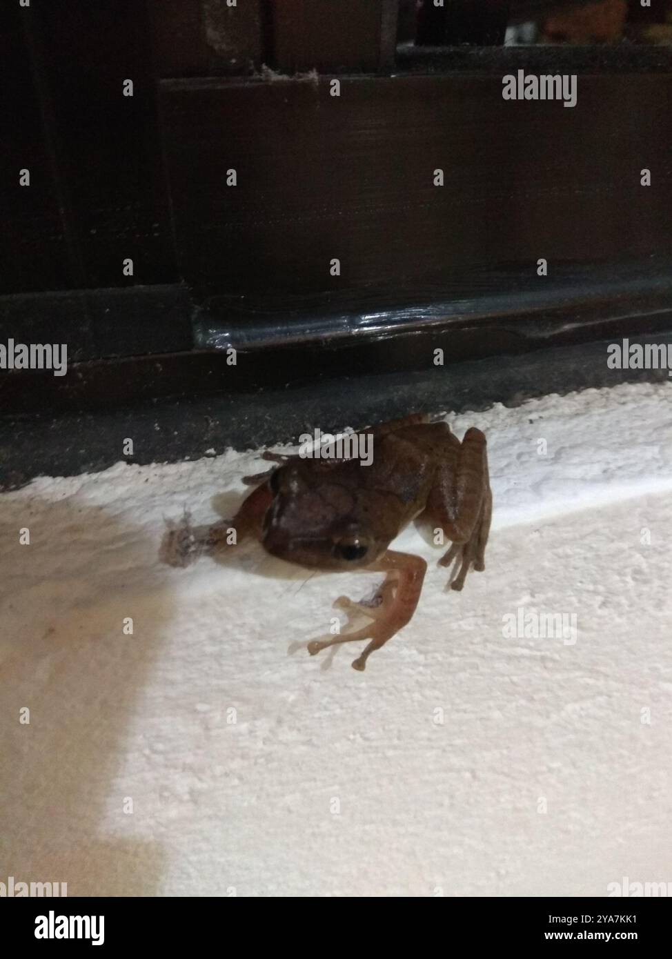 Spot-legged Tree Frog (Polypedates megacephalus) Amphibia Stock Photo ...