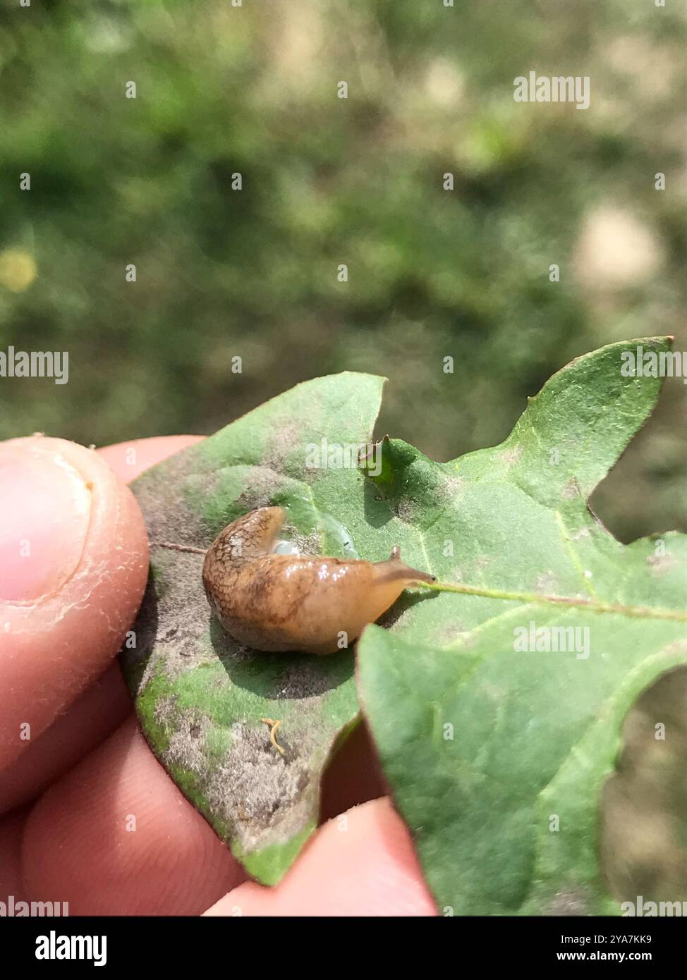 Milky Slug (Deroceras reticulatum) Mollusca Stock Photo - Alamy