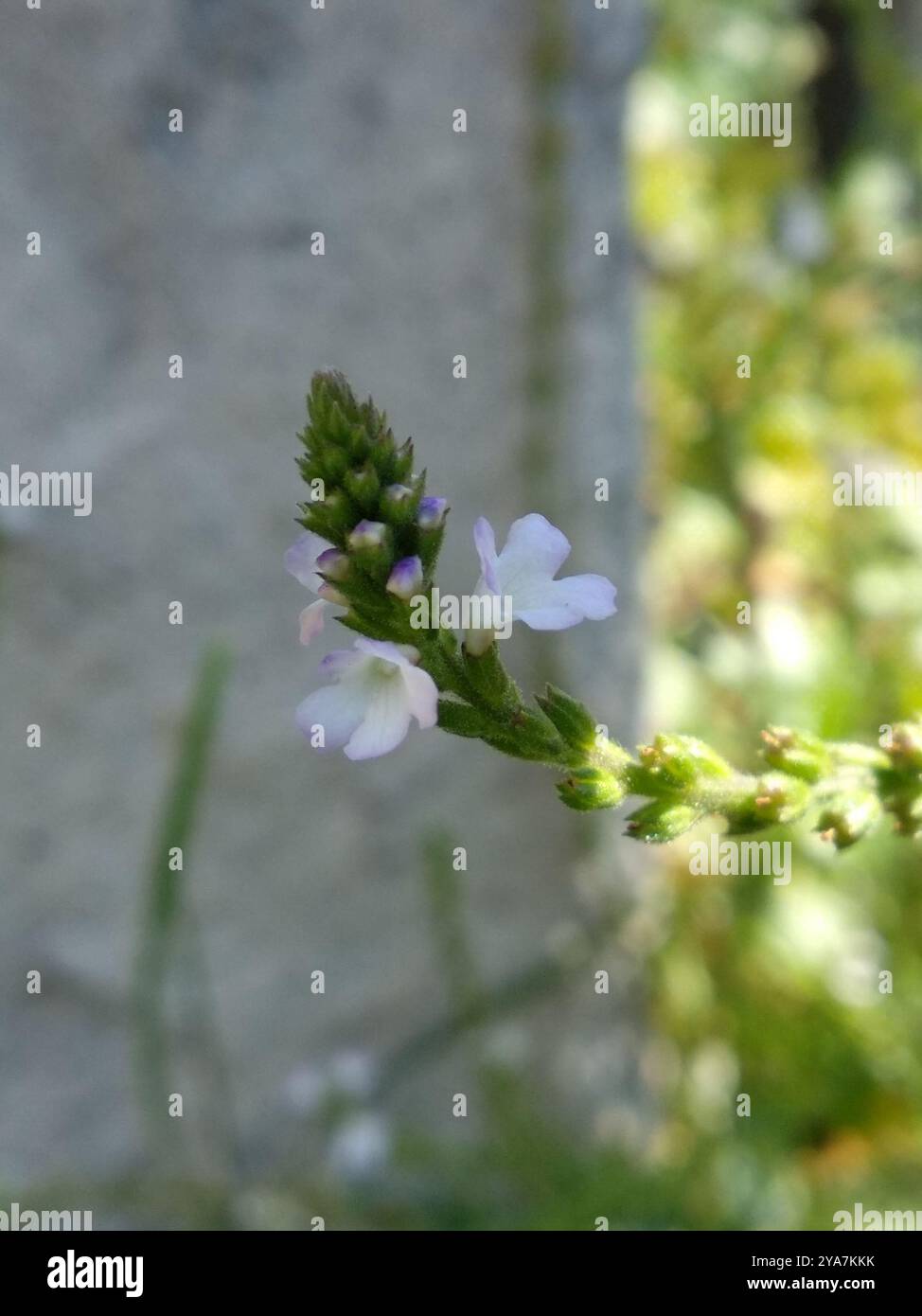 Common vervain (Verbena officinalis) Plantae Stock Photo - Alamy