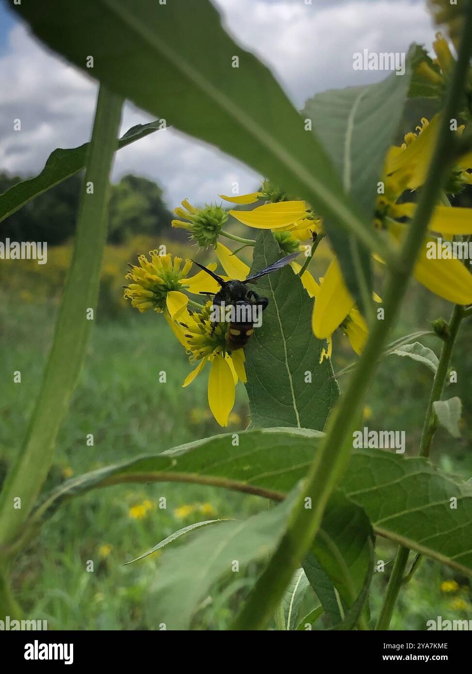 Two-spotted Scoliid Wasp (Scolia dubia dubia) Insecta Stock Photo - Alamy