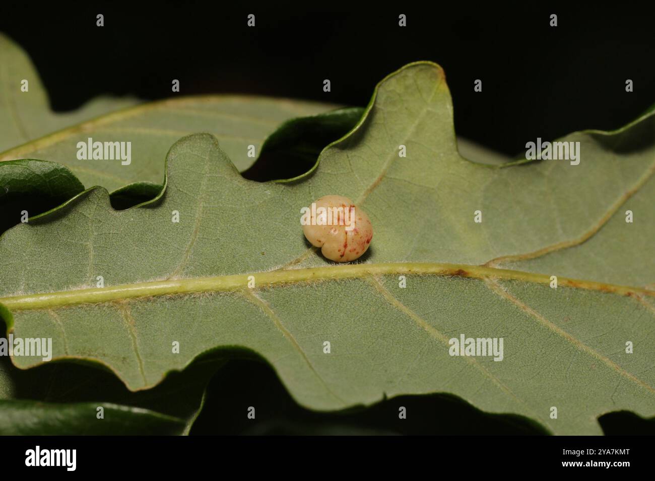 Red Wart Gall Wasp (Cynips disticha) Insecta Stock Photo - Alamy