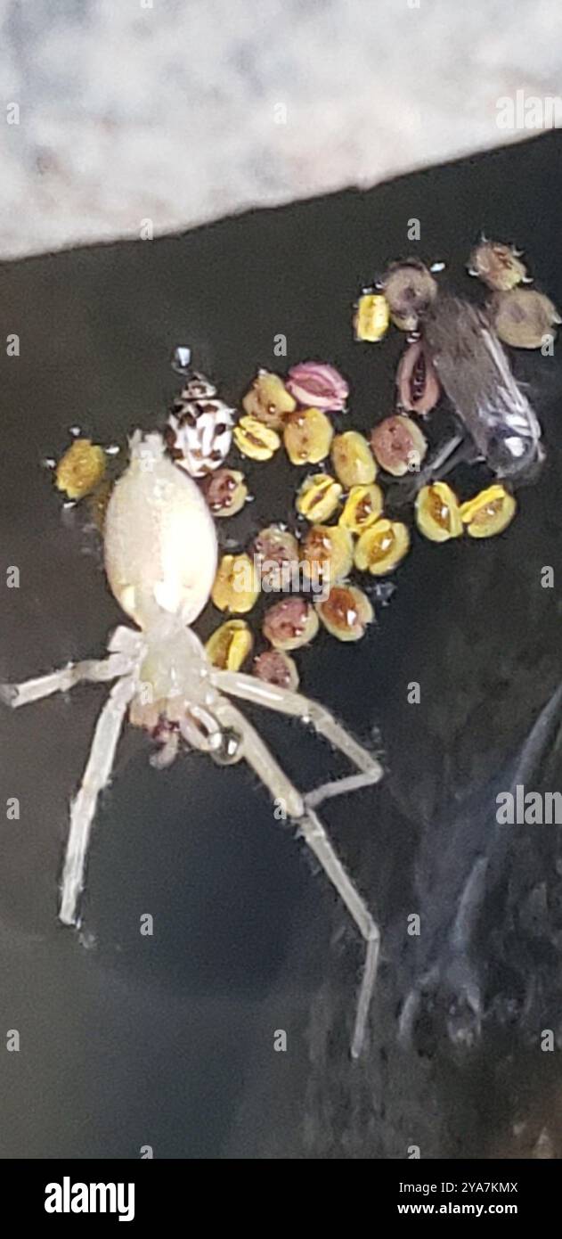 Northern Yellow Sac Spider (Cheiracanthium mildei) Arachnida Stock ...
