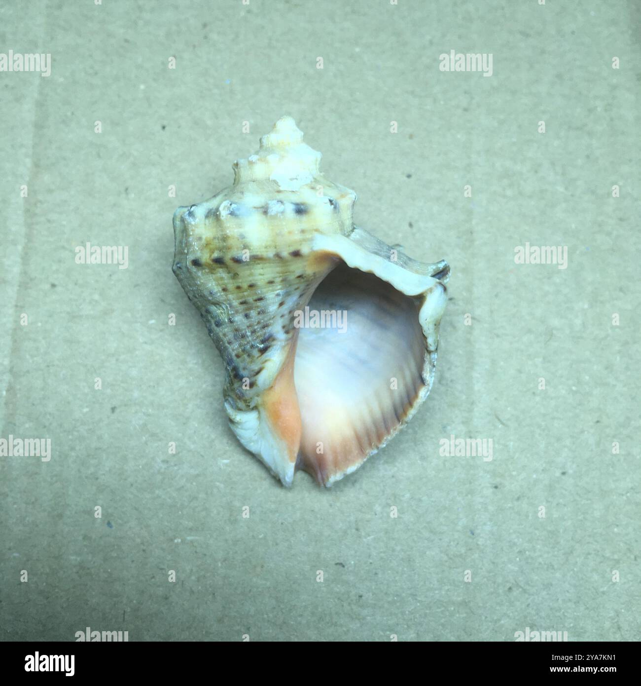 Veined Rapa Whelk (Rapana venosa) Mollusca Stock Photo - Alamy