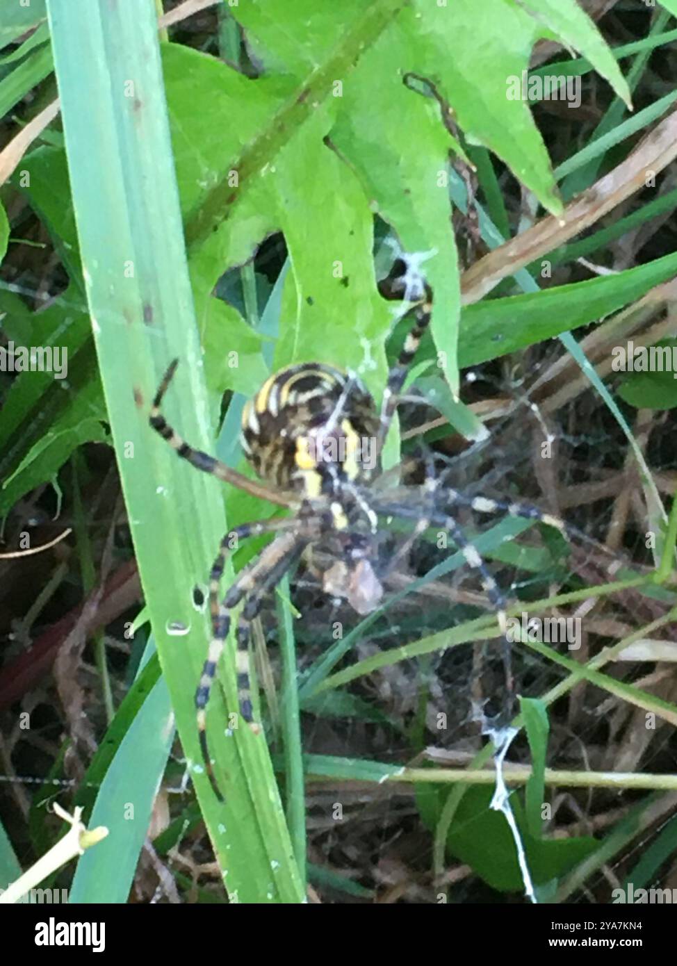 Wasp Spider (Argiope bruennichi) Arachnida Stock Photo - Alamy