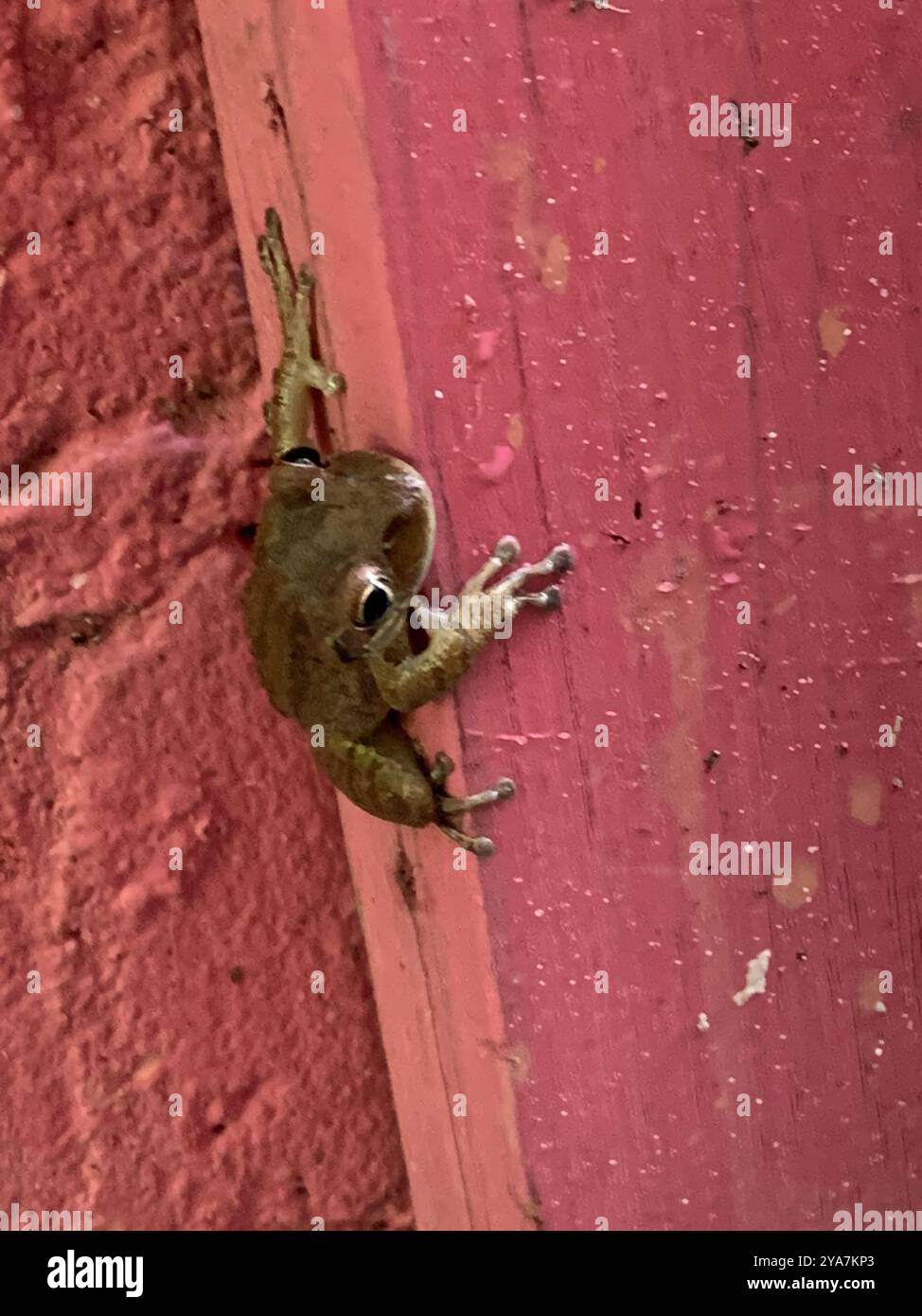 Cuban Tree Frog (Osteopilus septentrionalis) Amphibia Stock Photo - Alamy