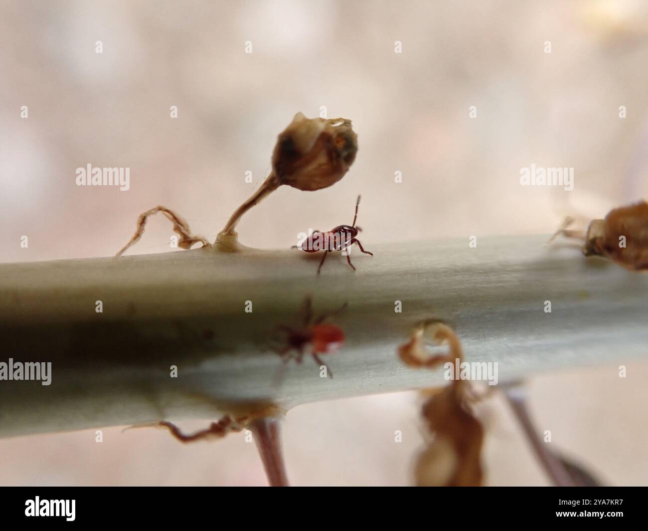 Mediterranean red bug (Scantius aegyptius) Insecta Stock Photo - Alamy