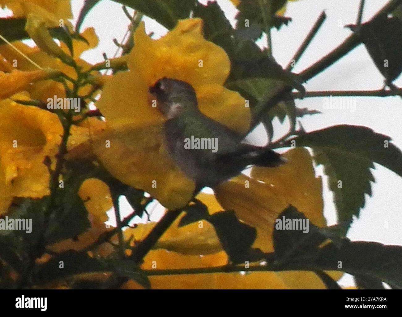 Ruby-throated Hummingbird (Archilochus colubris) Aves Stock Photo - Alamy