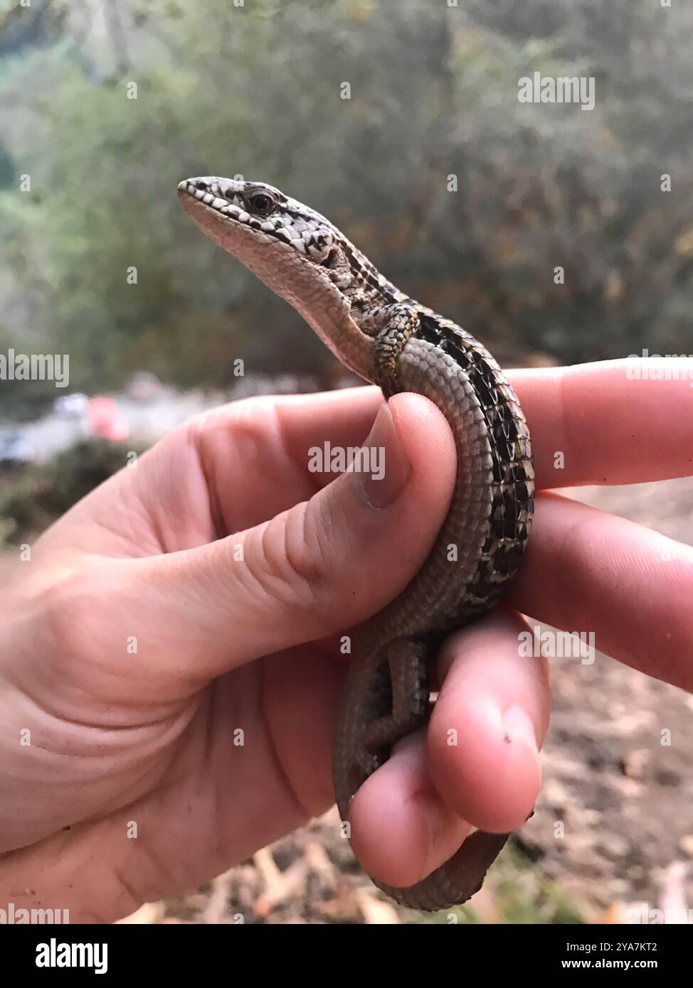 Northern Alligator Lizard (Elgaria coerulea) Reptilia Stock Photo - Alamy