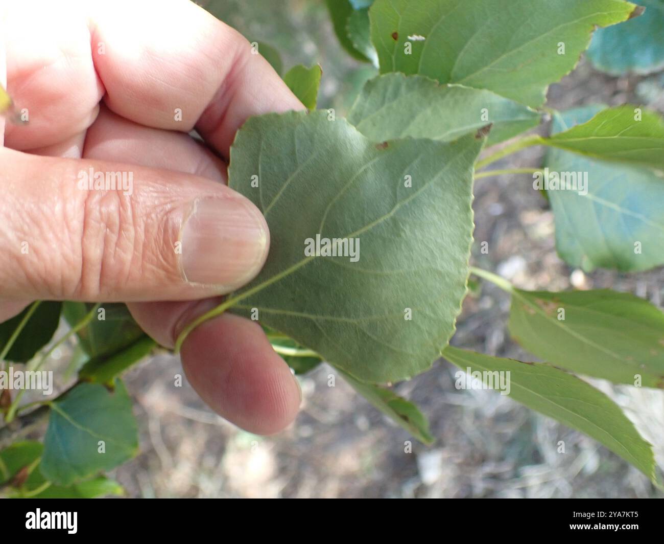 Hybrid Black-poplar (Populus × canadensis) Plantae Stock Photo - Alamy
