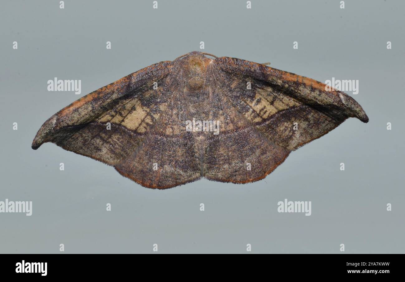Juniper Geometer Moth (Patalene olyzonaria) Insecta Stock Photo - Alamy