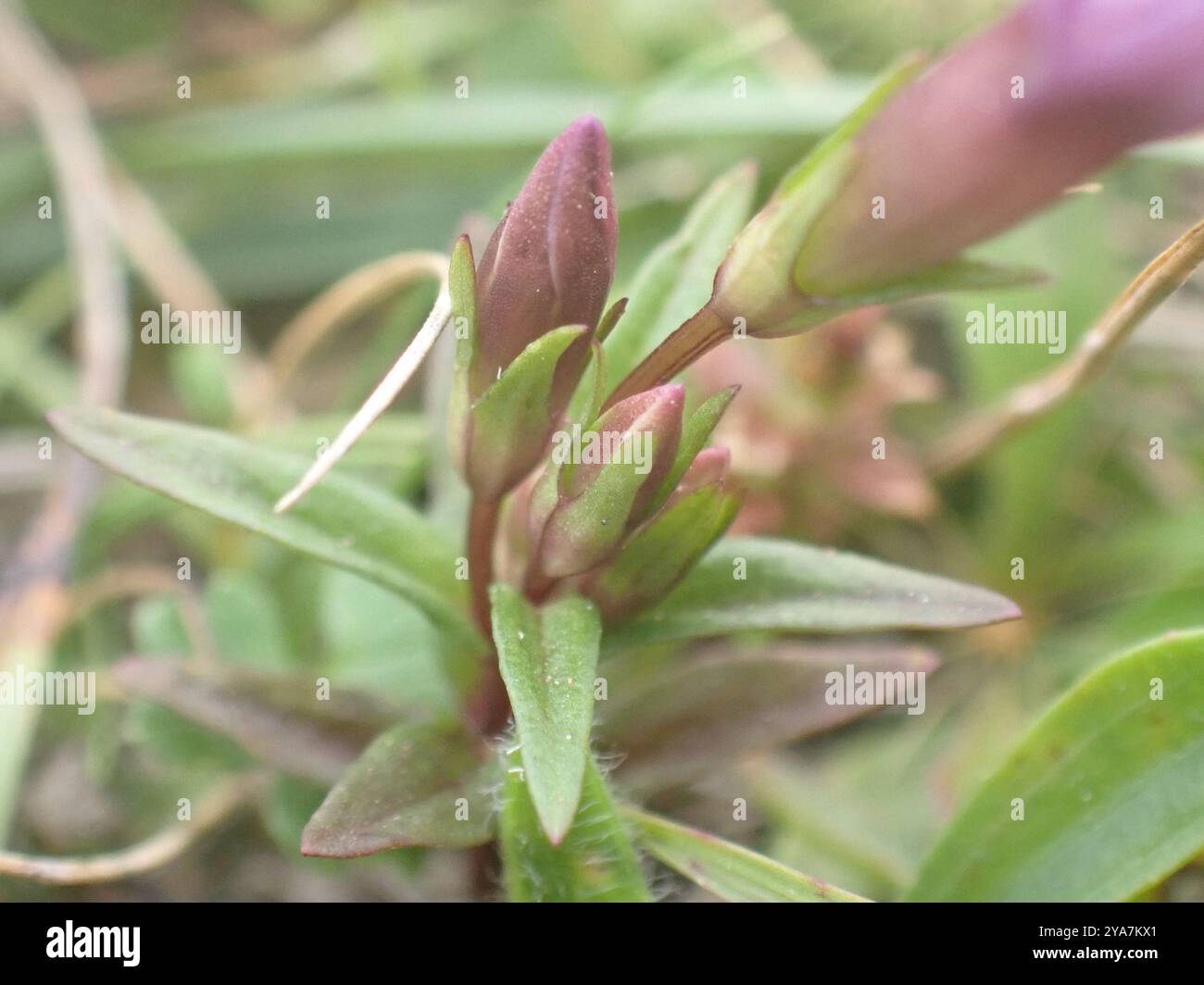 (Gentianella amarella amarella) Plantae Stock Photo - Alamy