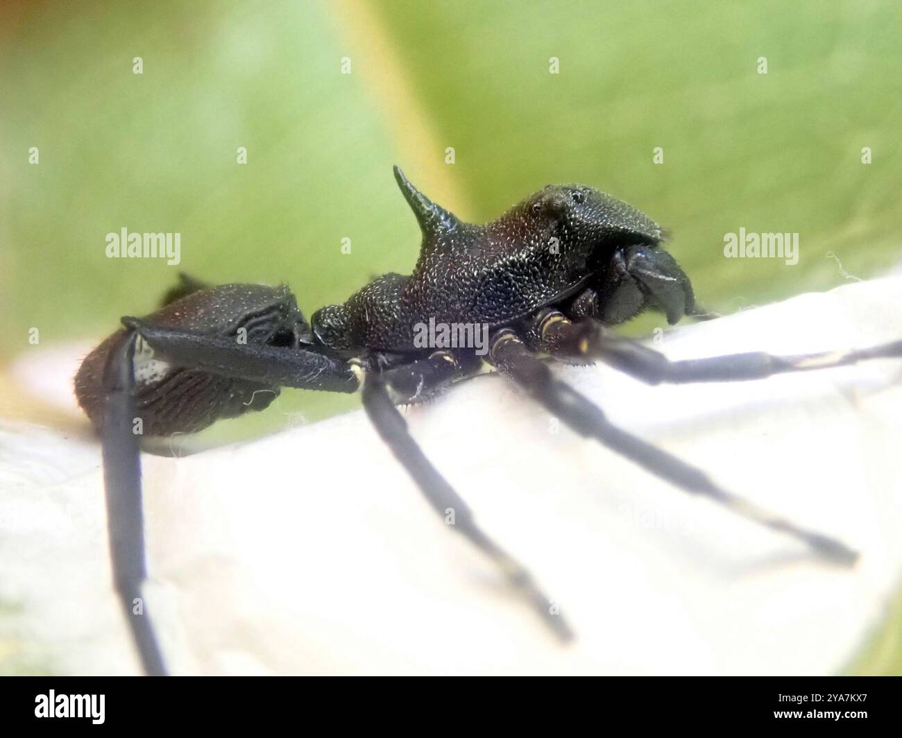 South American Ant-mimicking Crab Spiders (Aphantochilus) Arachnida ...