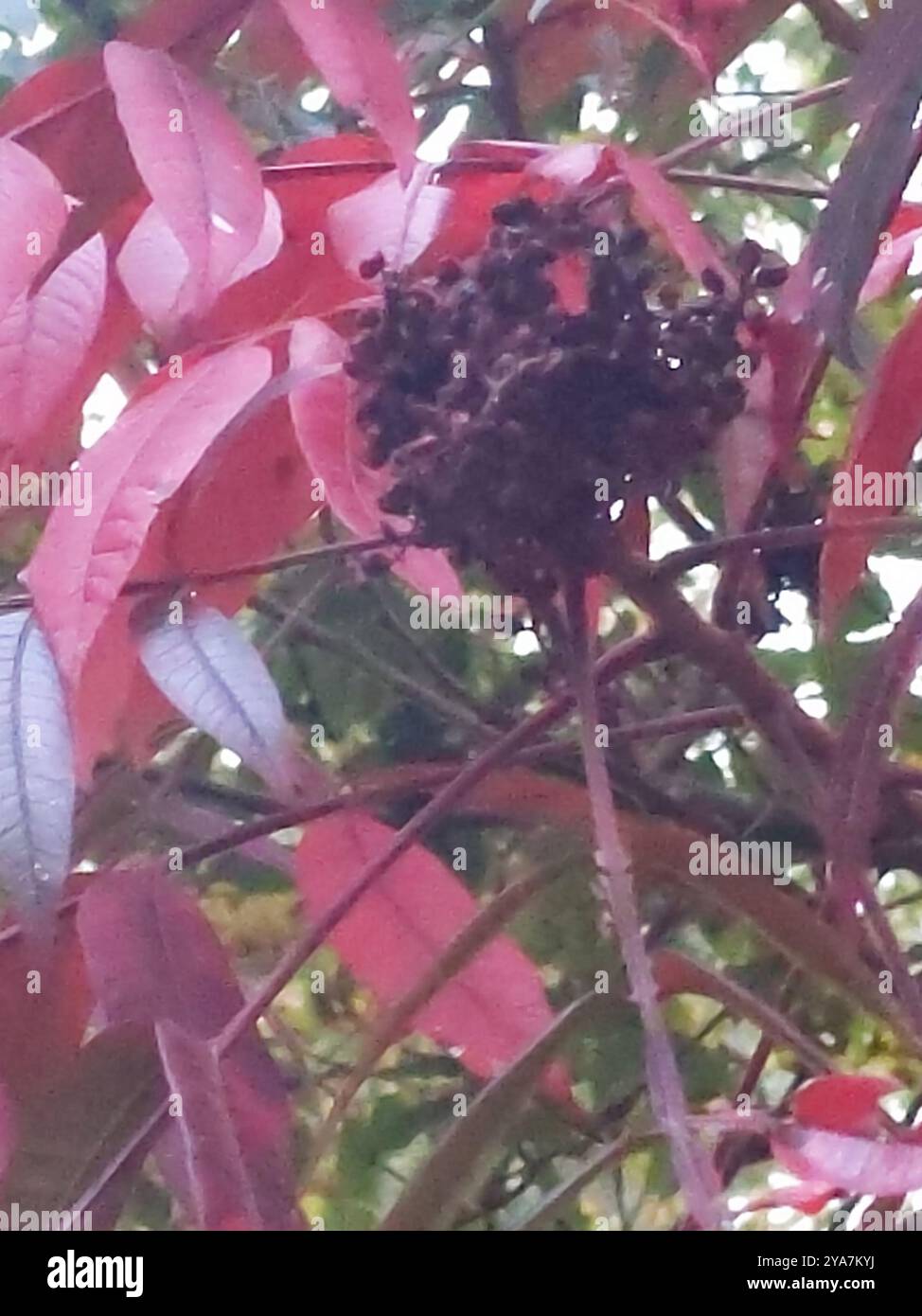 shining sumac (Rhus copallinum) Plantae Stock Photo - Alamy