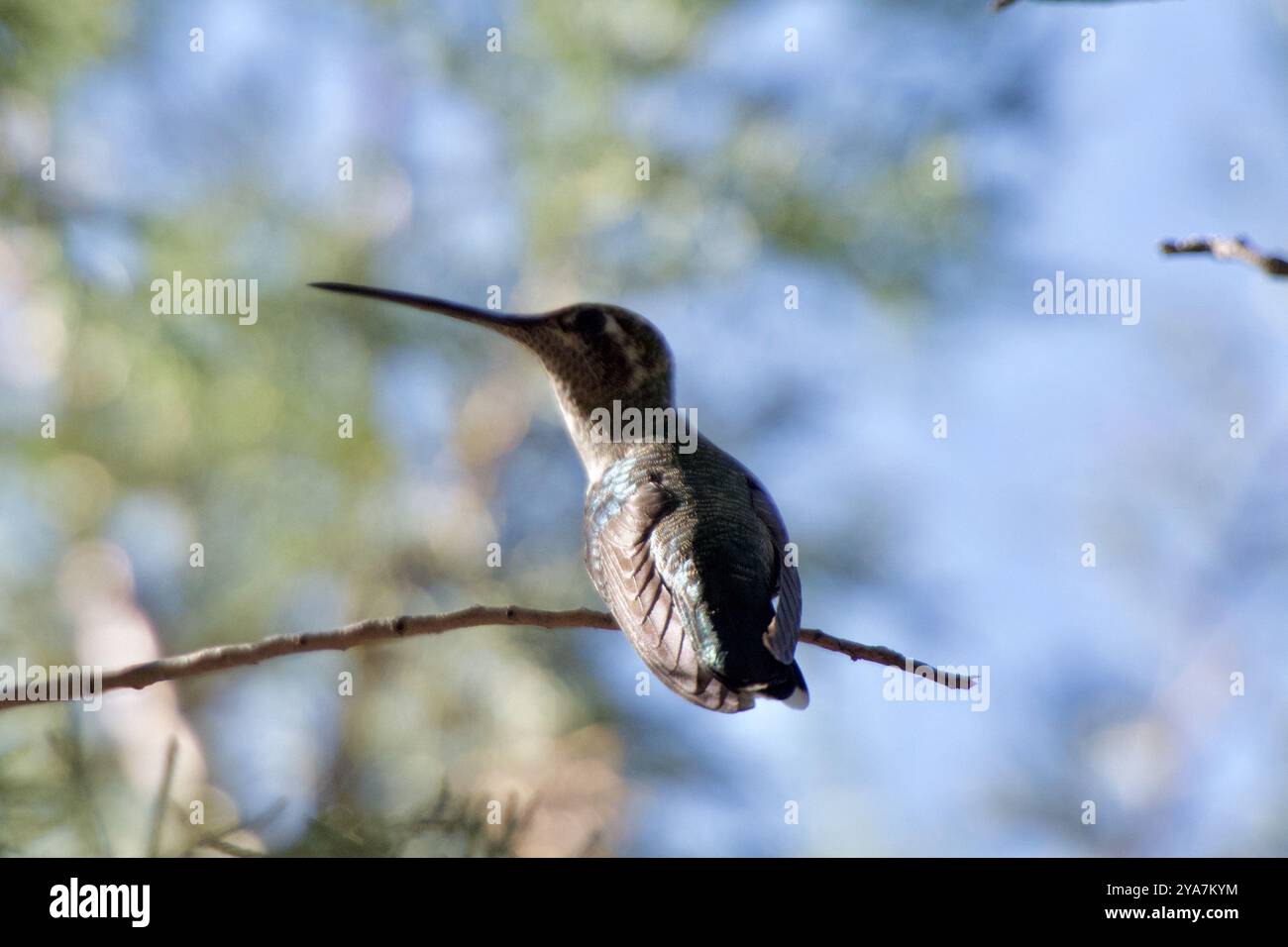 Rivoli's Hummingbird (Eugenes fulgens) Aves Stock Photo - Alamy
