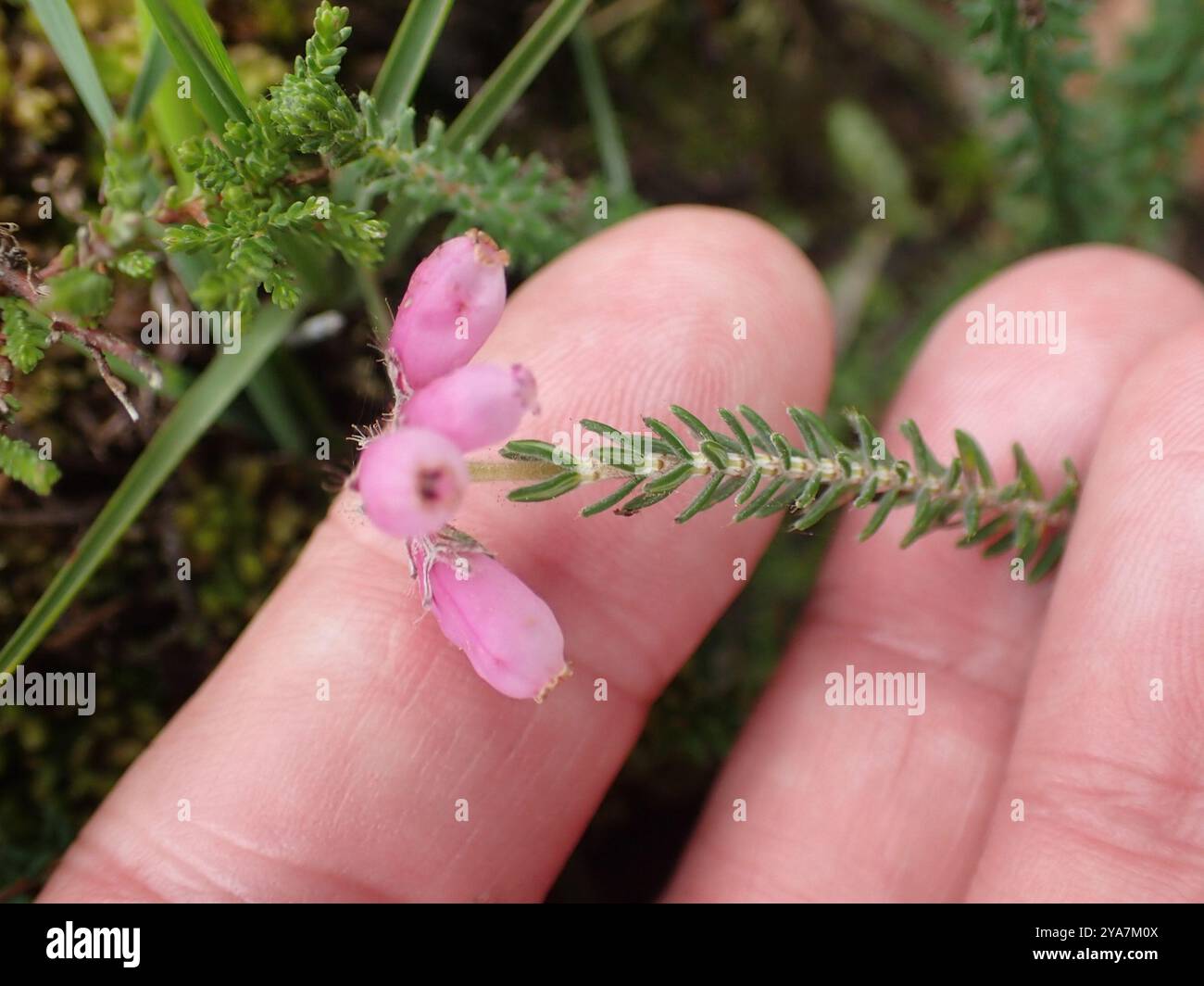 Cross-leaved Heath (Erica tetralix) Plantae Stock Photo - Alamy