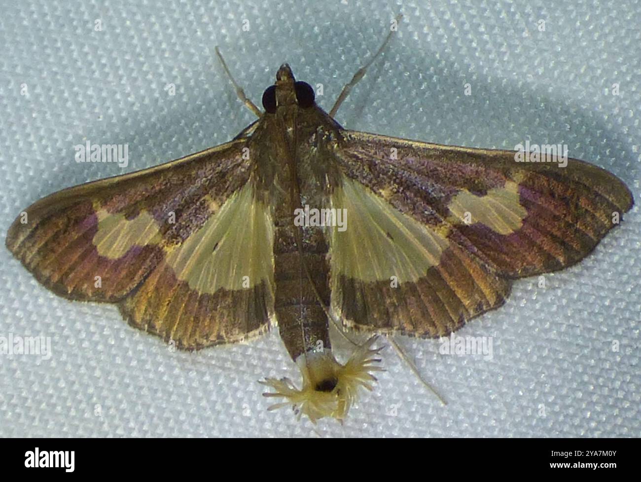 Pickleworm Moth (Diaphania nitidalis) Insecta Stock Photo - Alamy