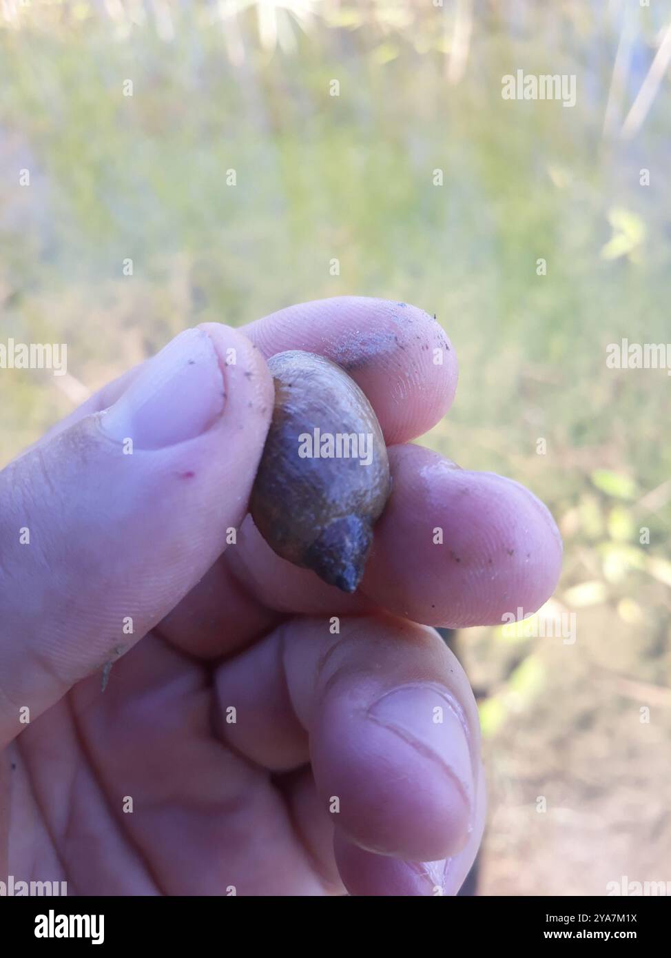 Common Land Snails and Slugs (Stylommatophora) Mollusca Stock Photo - Alamy