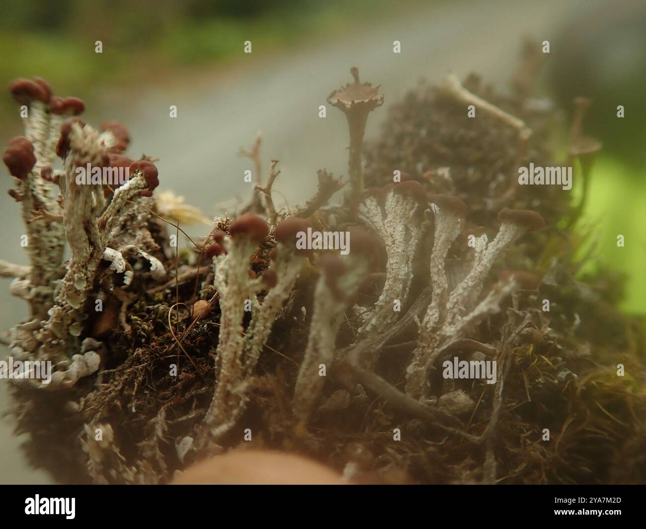 Split-peg Lichen (Cladonia cariosa) Fungi Stock Photo - Alamy