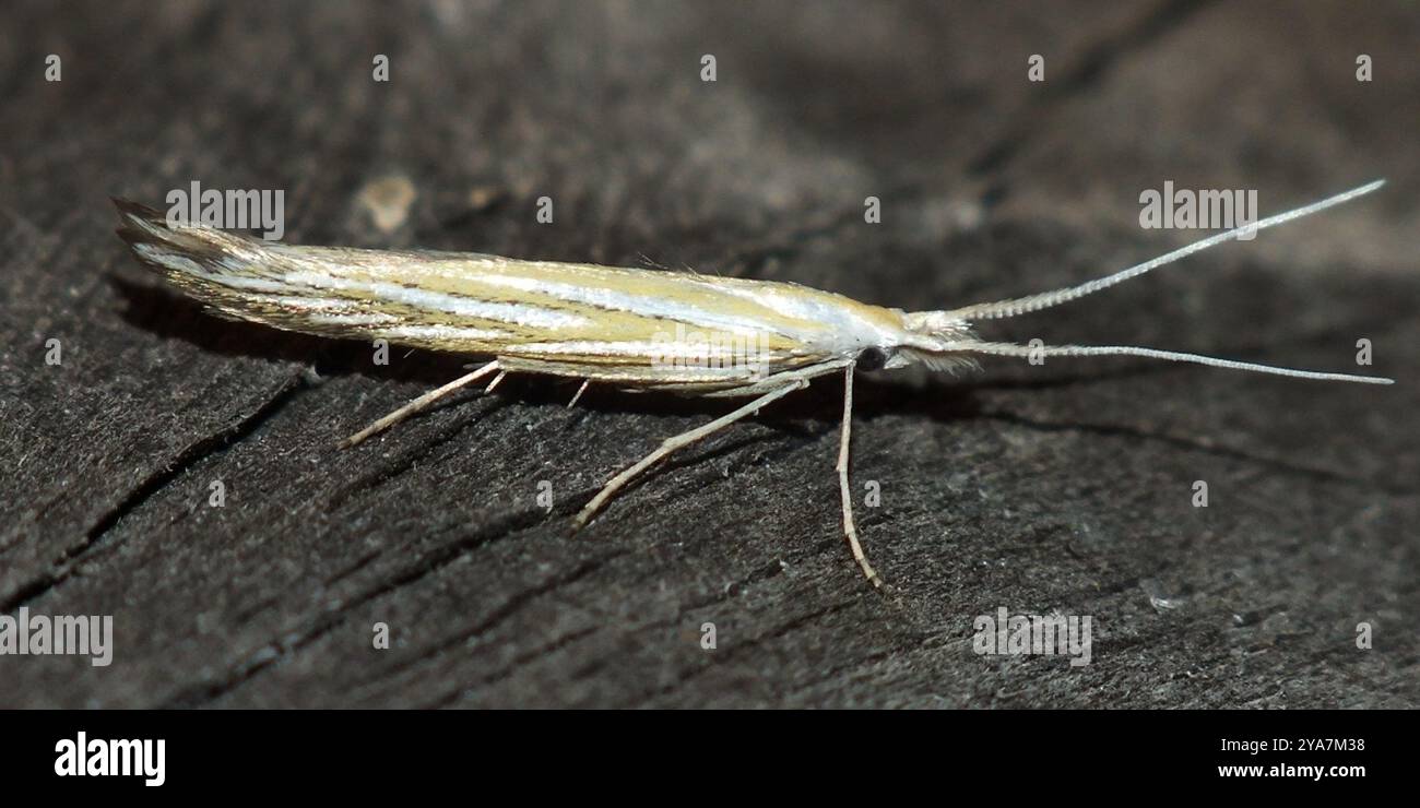 Casebearers (Coleophora) Insecta Stock Photo - Alamy
