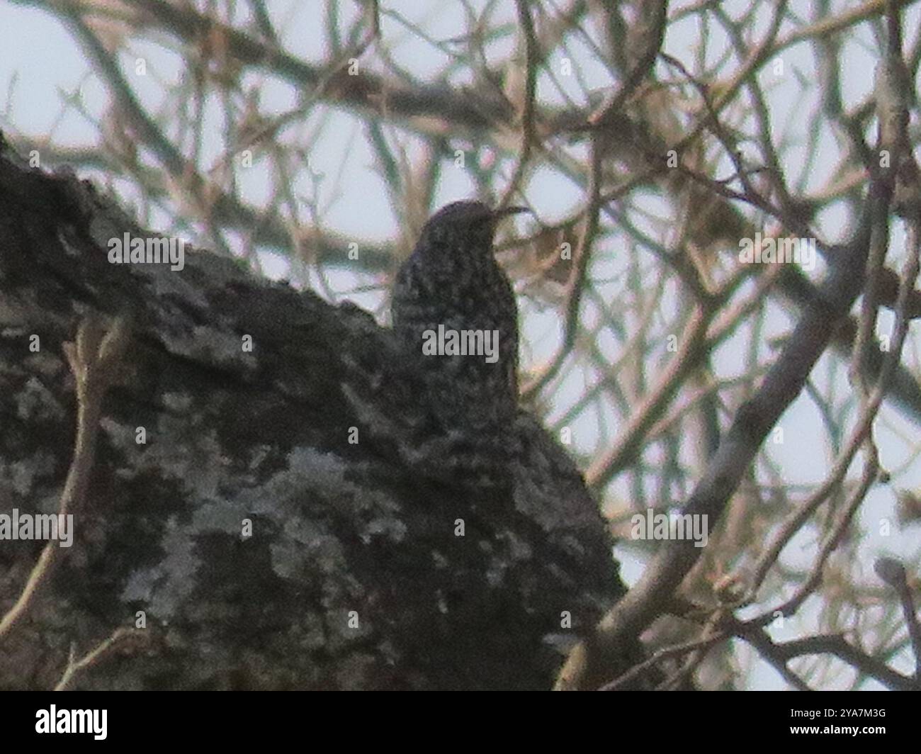 African Spotted Creeper (Salpornis salvadori) Aves Stock Photo - Alamy