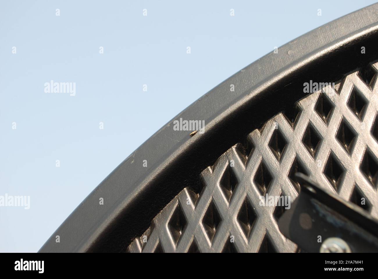Banded-wing Flies (Chaetopsis) Insecta Stock Photo - Alamy