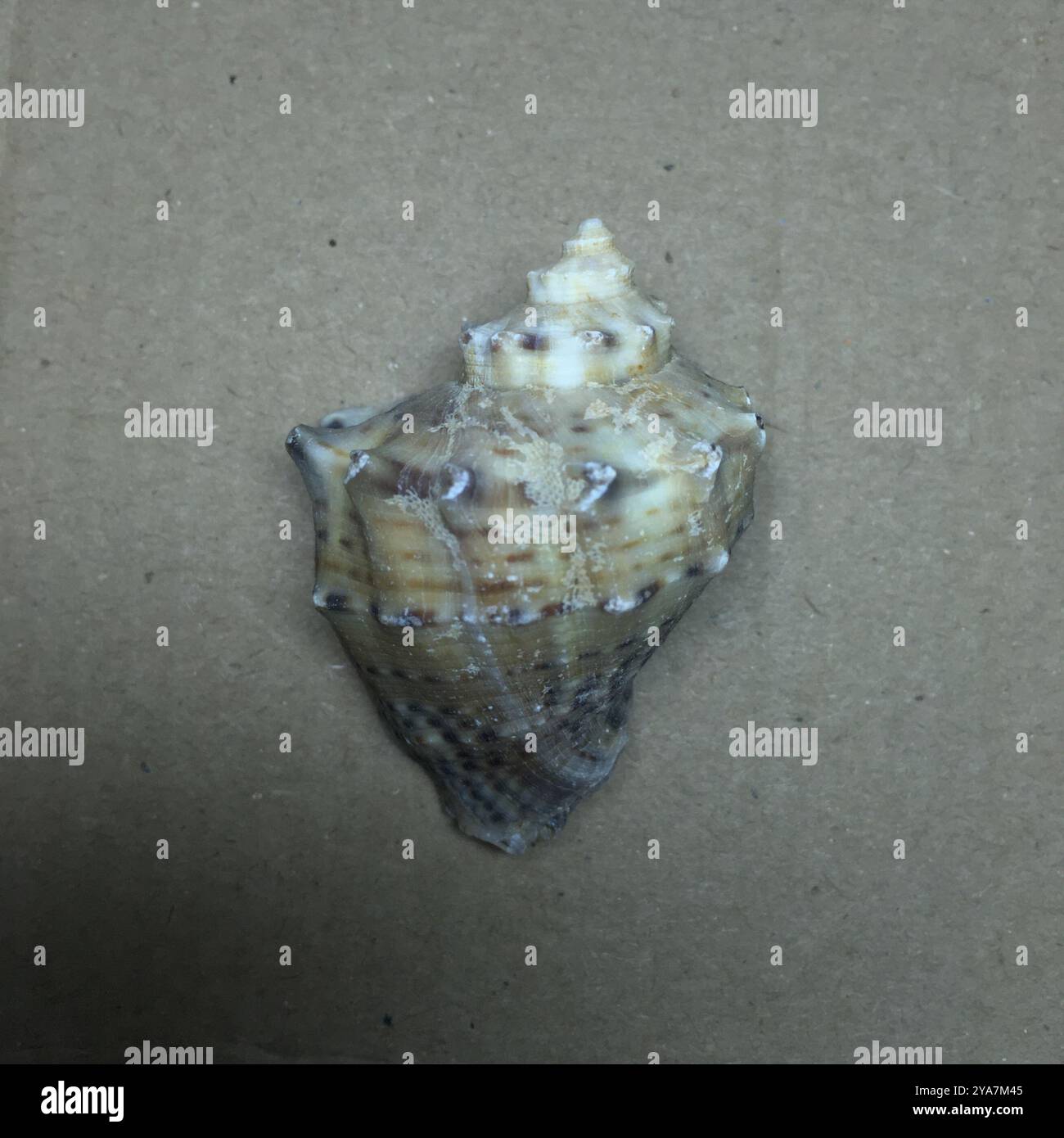 Veined Rapa Whelk (Rapana venosa) Mollusca Stock Photo - Alamy