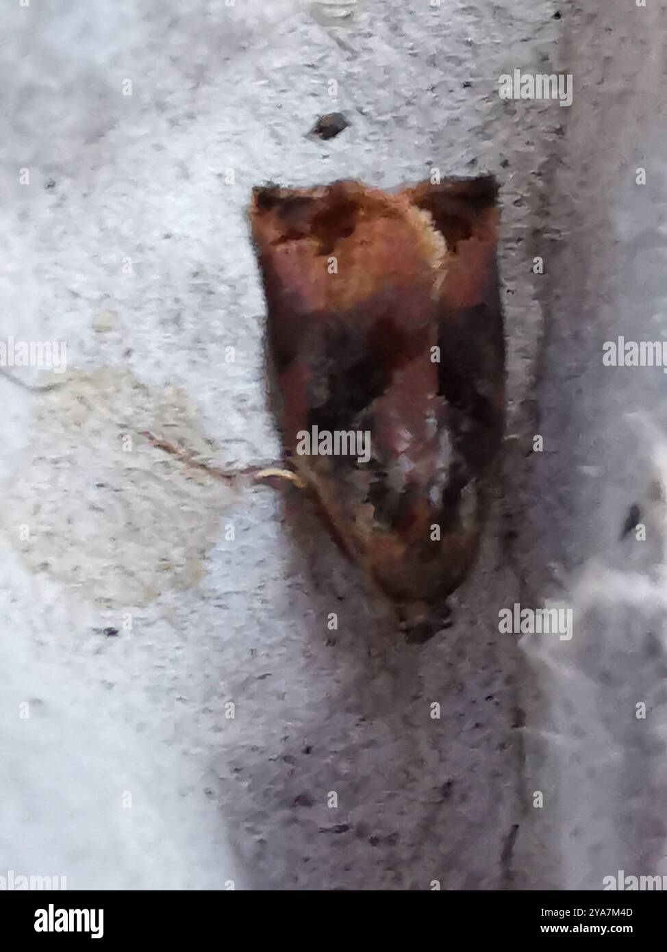 Archips podana hi-res stock photography and images - Alamy