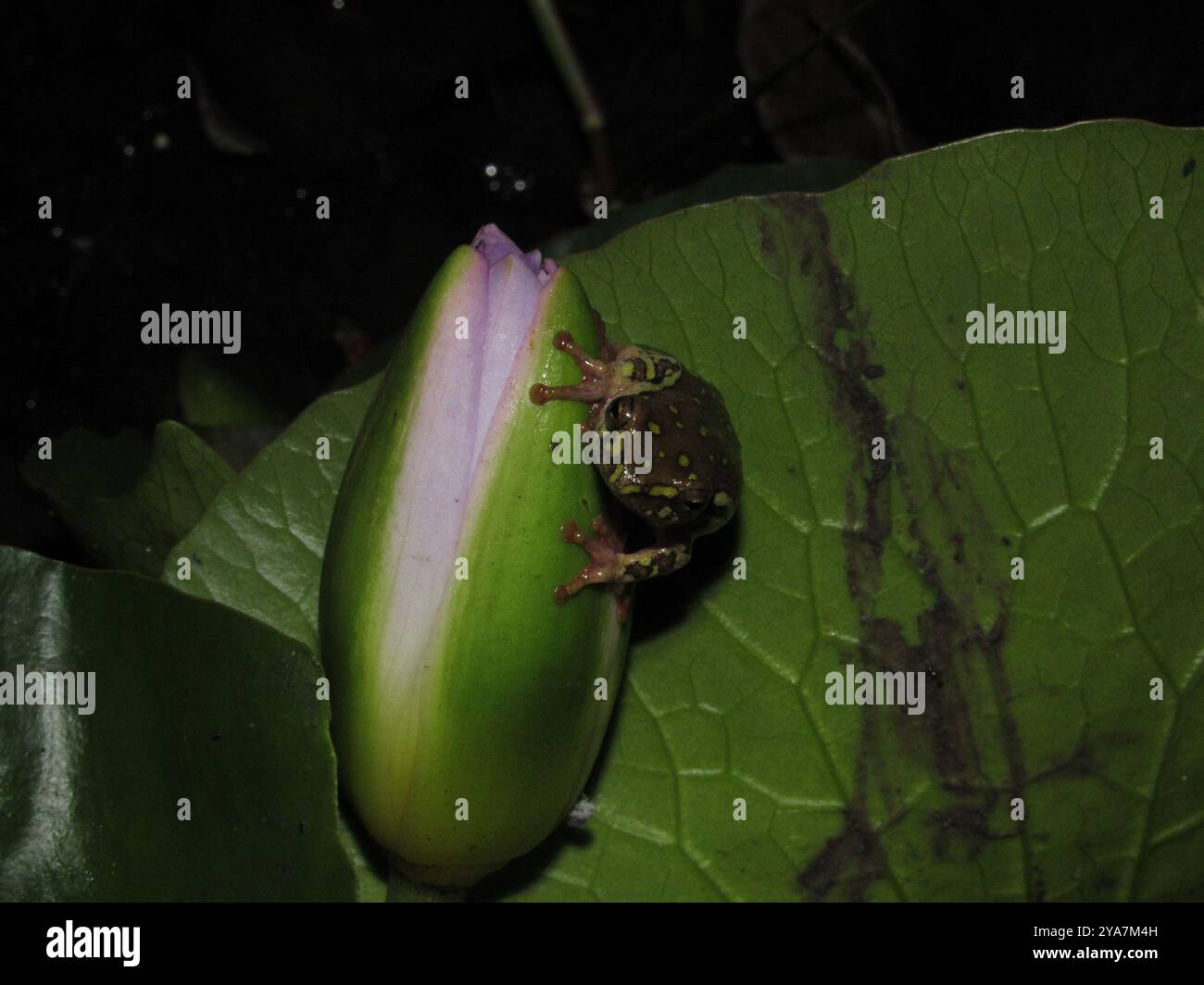 Painted Reed Frog (Hyperolius marmoratus) Amphibia Stock Photo - Alamy