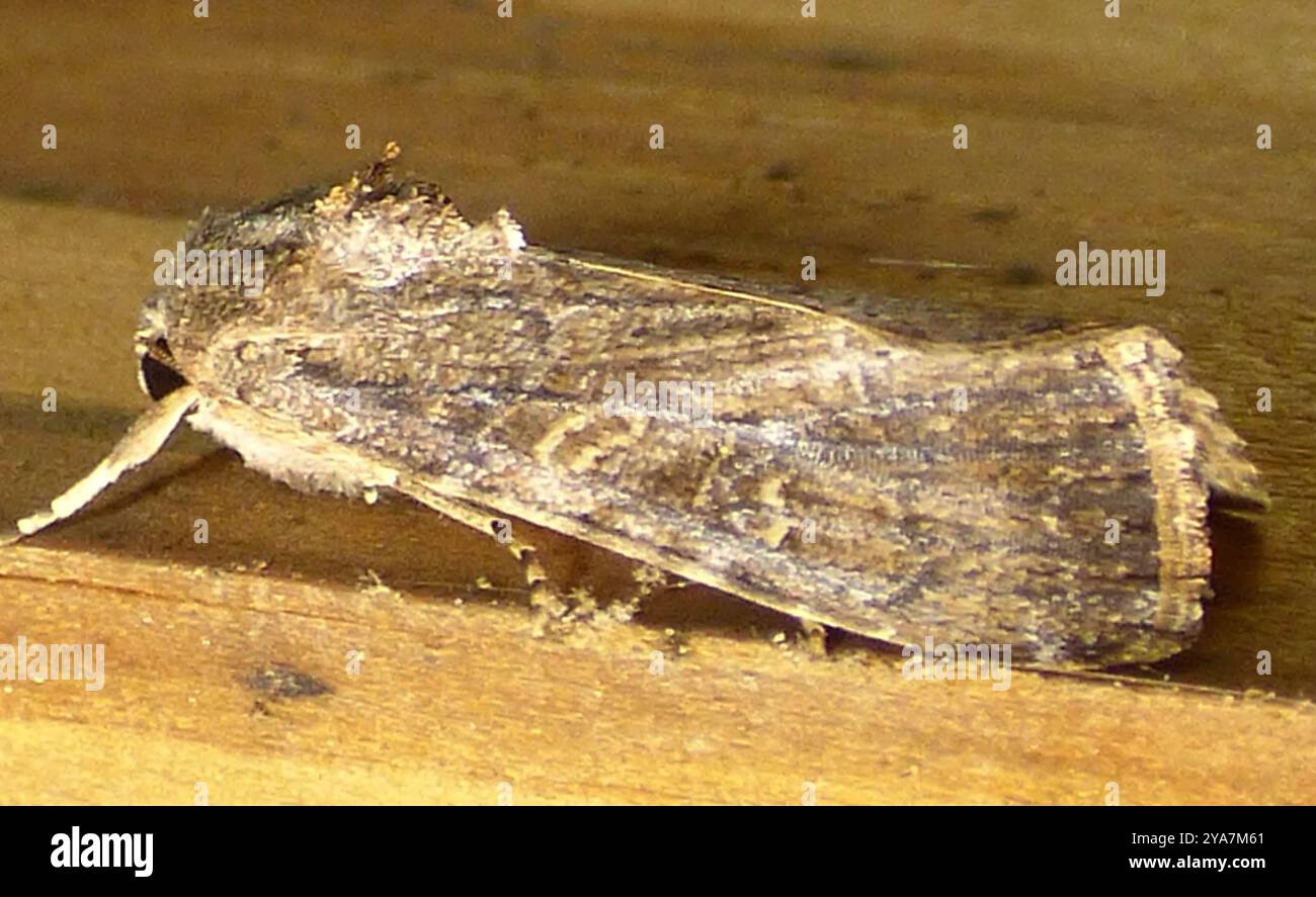 Fall Armyworm Moth (Spodoptera frugiperda) Insecta Stock Photo - Alamy