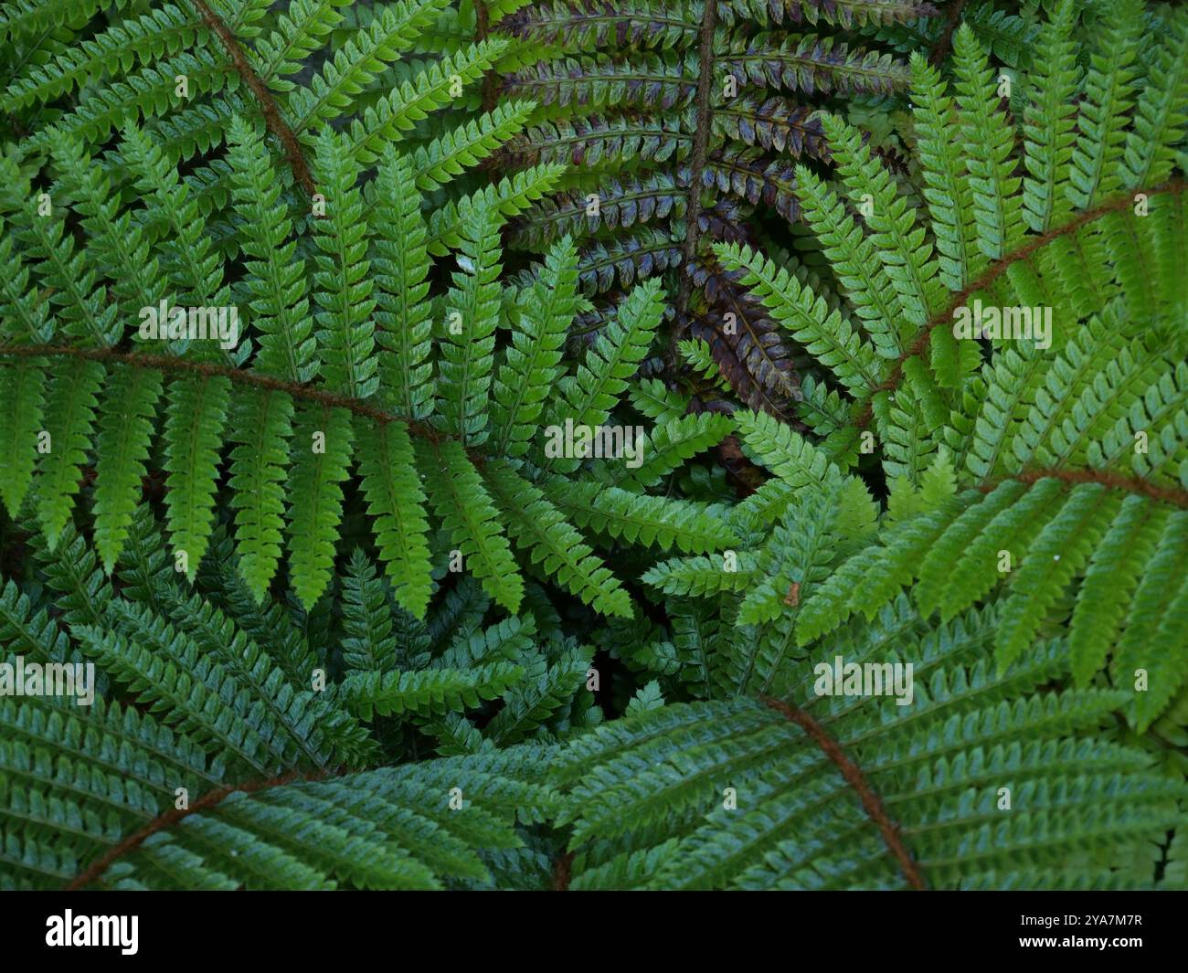 A top down view of a green fern seen in the Cotswolds market town of ...