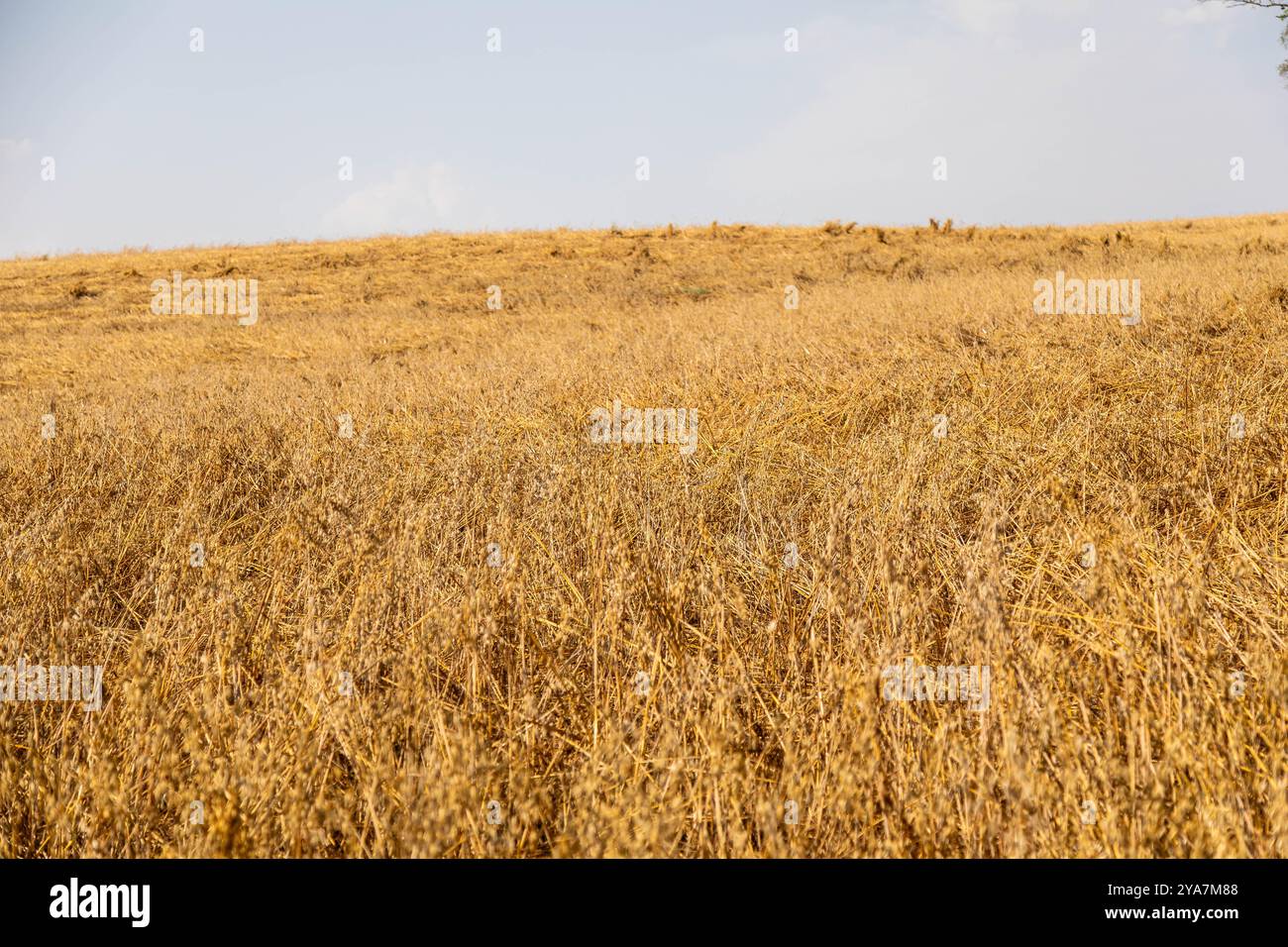 Oat plantation (Avena sativa and Avena byzantina) in a large sunny ...