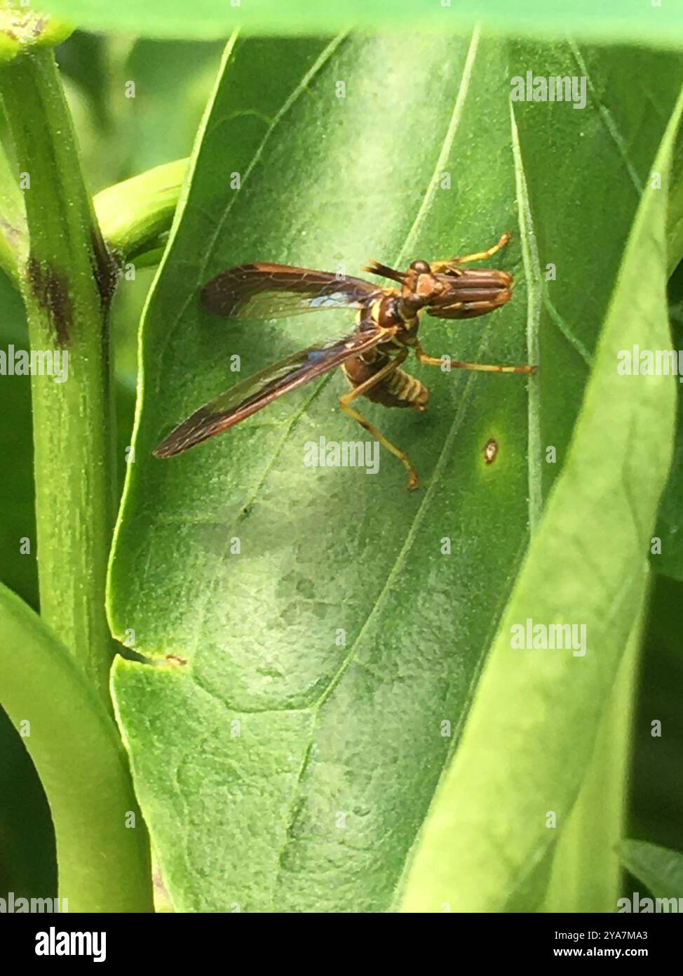Brown Wasp Mantidfly (Climaciella brunnea) Insecta Stock Photo - Alamy