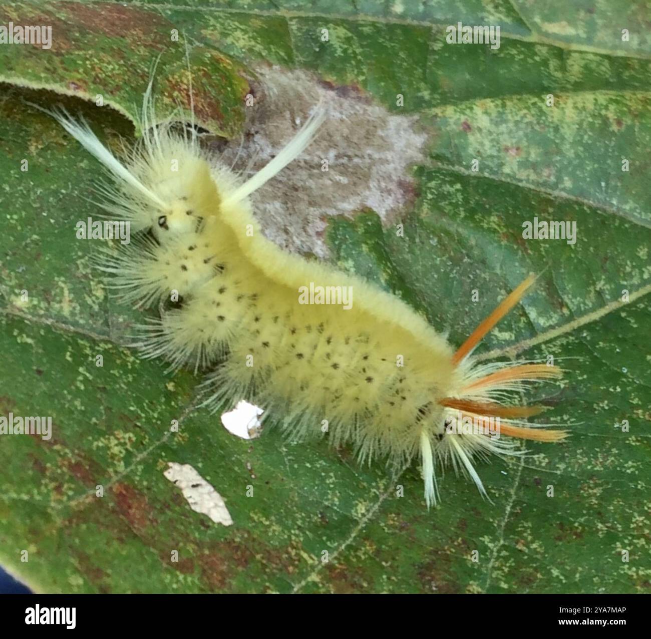Sycamore Tussock Moth (Halysidota harrisii) Insecta Stock Photo - Alamy