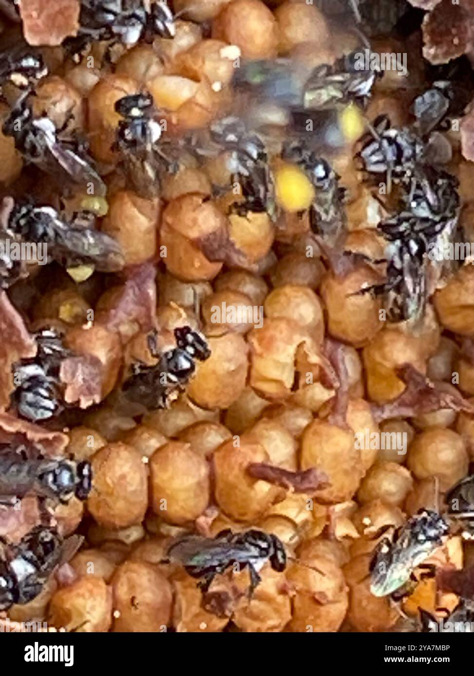 Charcoal Stingless Bee (Tetragonula carbonaria) Insecta Stock Photo - Alamy