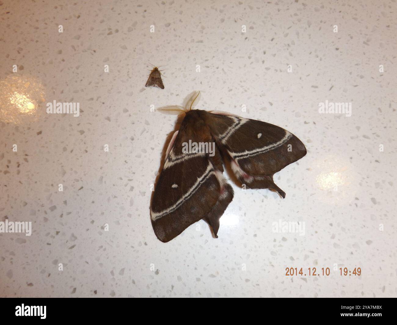 Tailed Emperor (Urota sinope) Insecta Stock Photo - Alamy