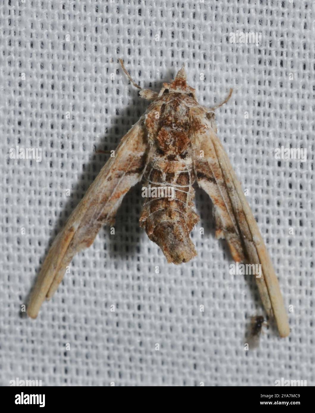 Light Marathyssa Moth (Marathyssa basalis) Insecta Stock Photo - Alamy