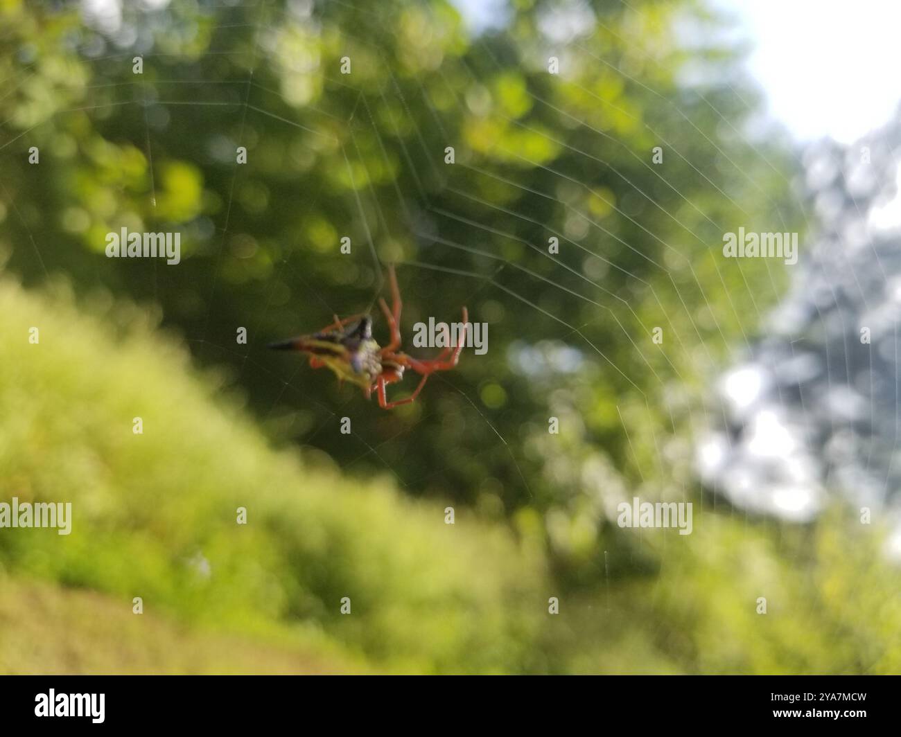 Arrow-shaped Orbweaver (Micrathena sagittata) Arachnida Stock Photo - Alamy