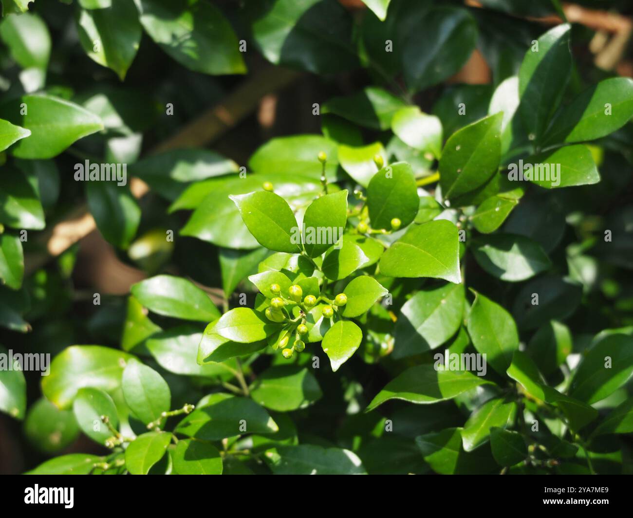 Orange Jasmine (Murraya paniculata) Plantae Stock Photo - Alamy