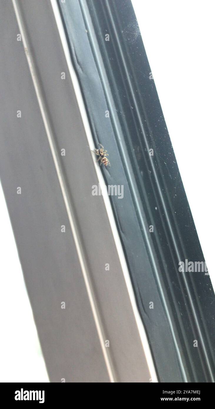 Zebra Jumping Spider (Salticus scenicus) Arachnida Stock Photo - Alamy
