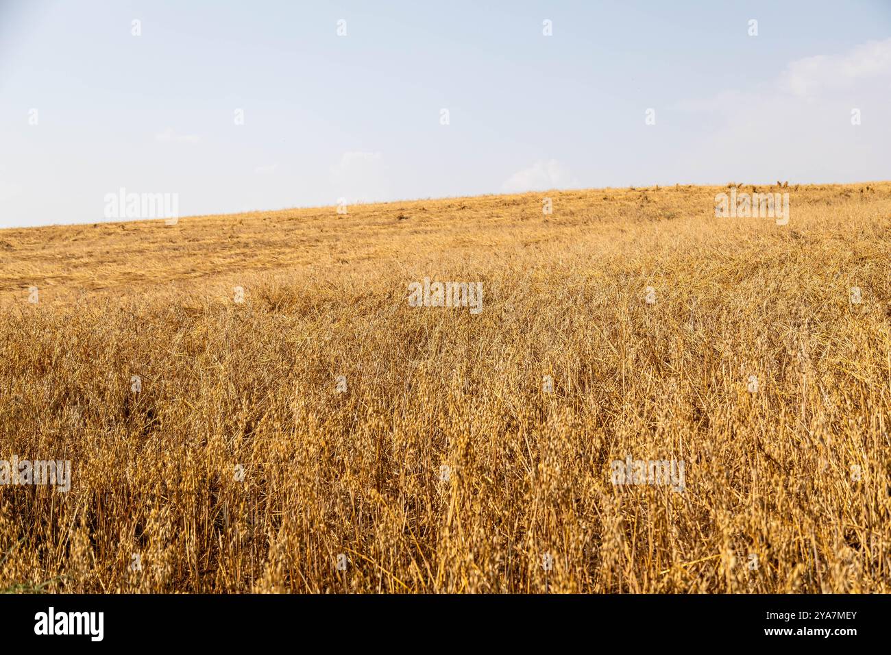 Oat plantation (Avena sativa and Avena byzantina) in a large sunny ...