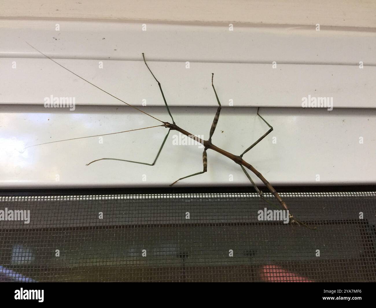 Northern Walkingstick Diapheromera Femorata Insecta Stock Photo Alamy