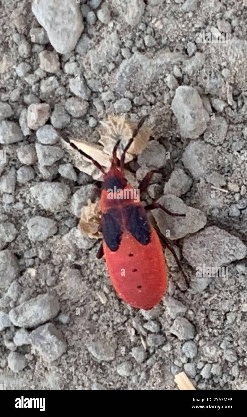 Mediterranean red bug (Scantius aegyptius) Insecta Stock Photo - Alamy