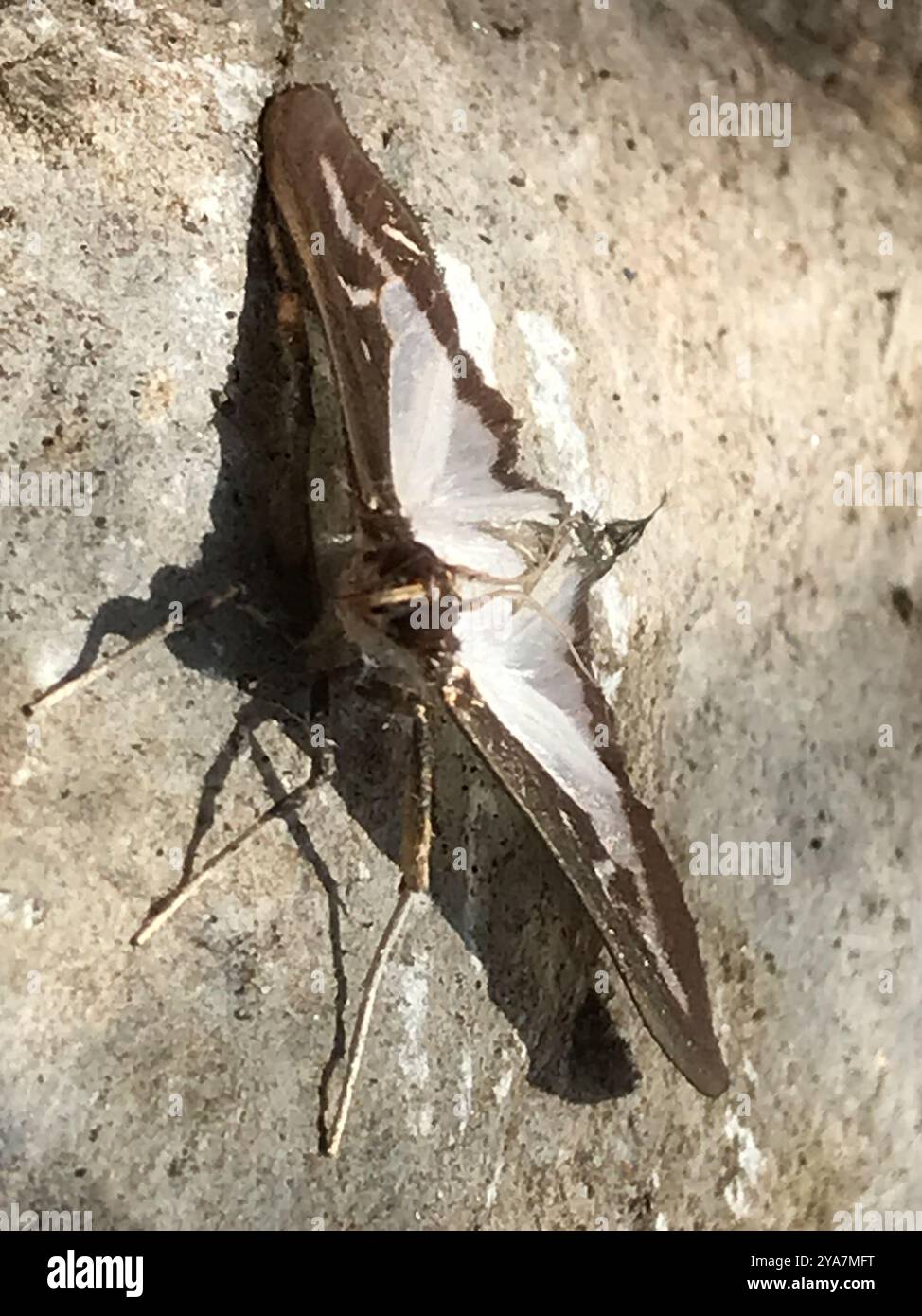 Box Tree Moth (Cydalima perspectalis) Insecta Stock Photo - Alamy