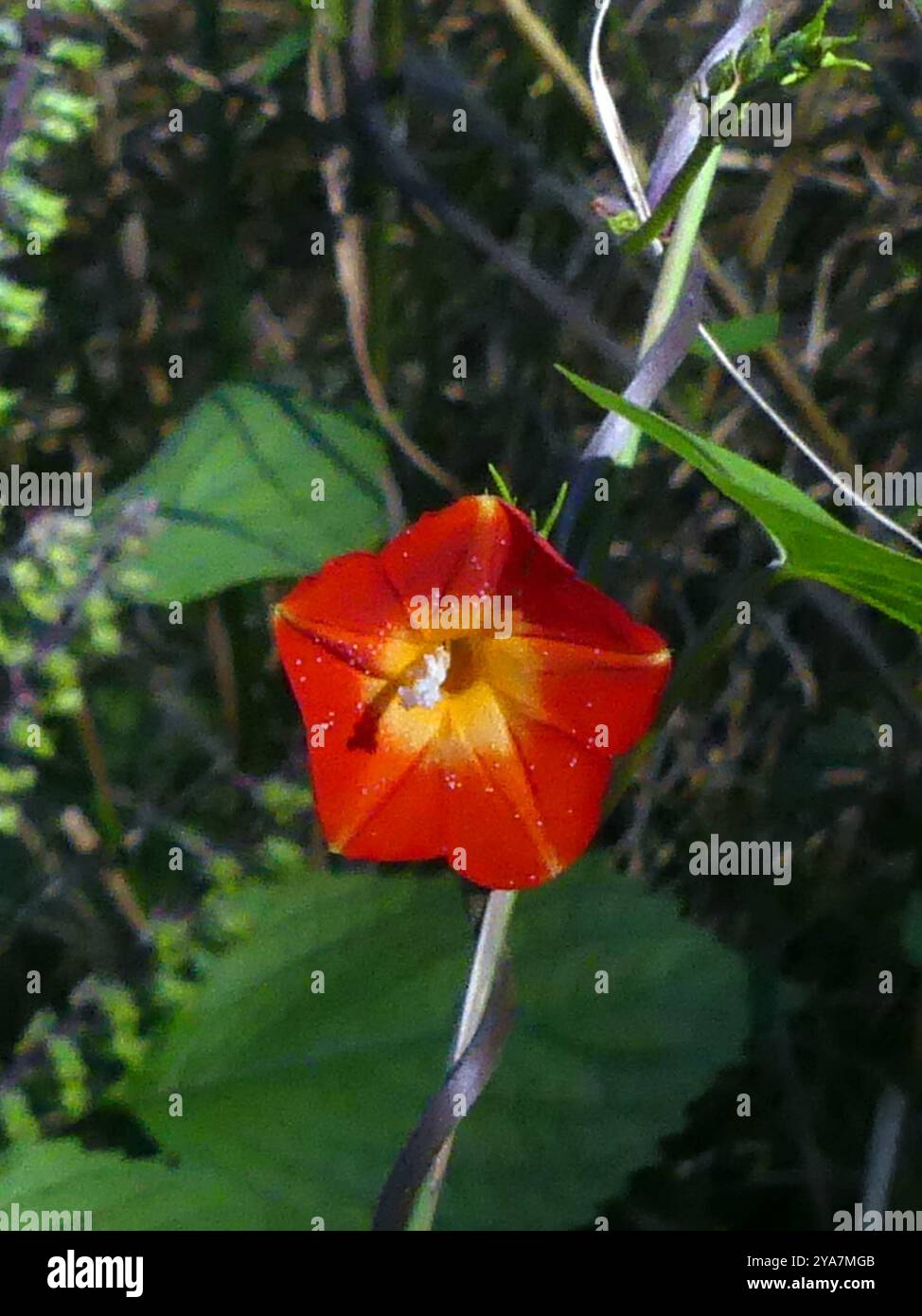 red morning glory (Ipomoea coccinea) Plantae Stock Photo - Alamy